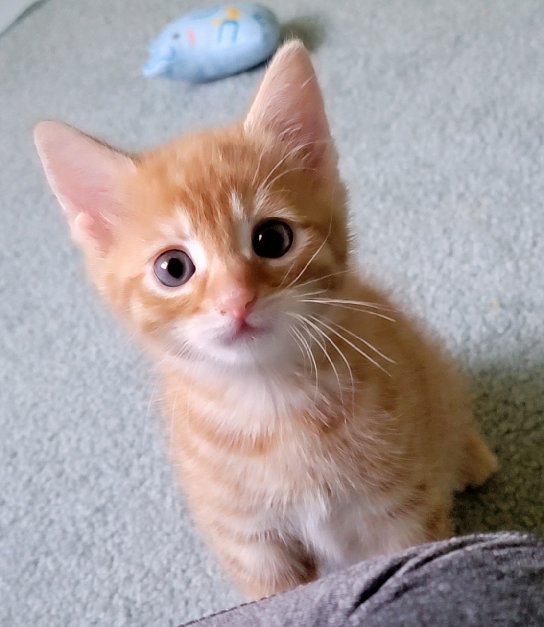 Cats for Adoption in New York City, New York | Alpha Paw