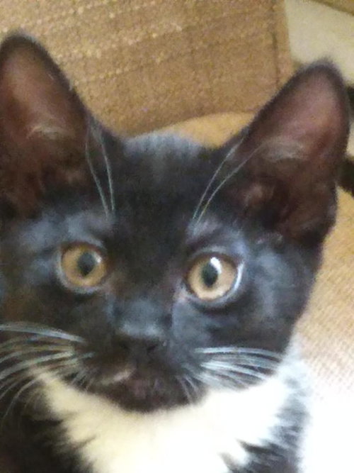 Animal Browse