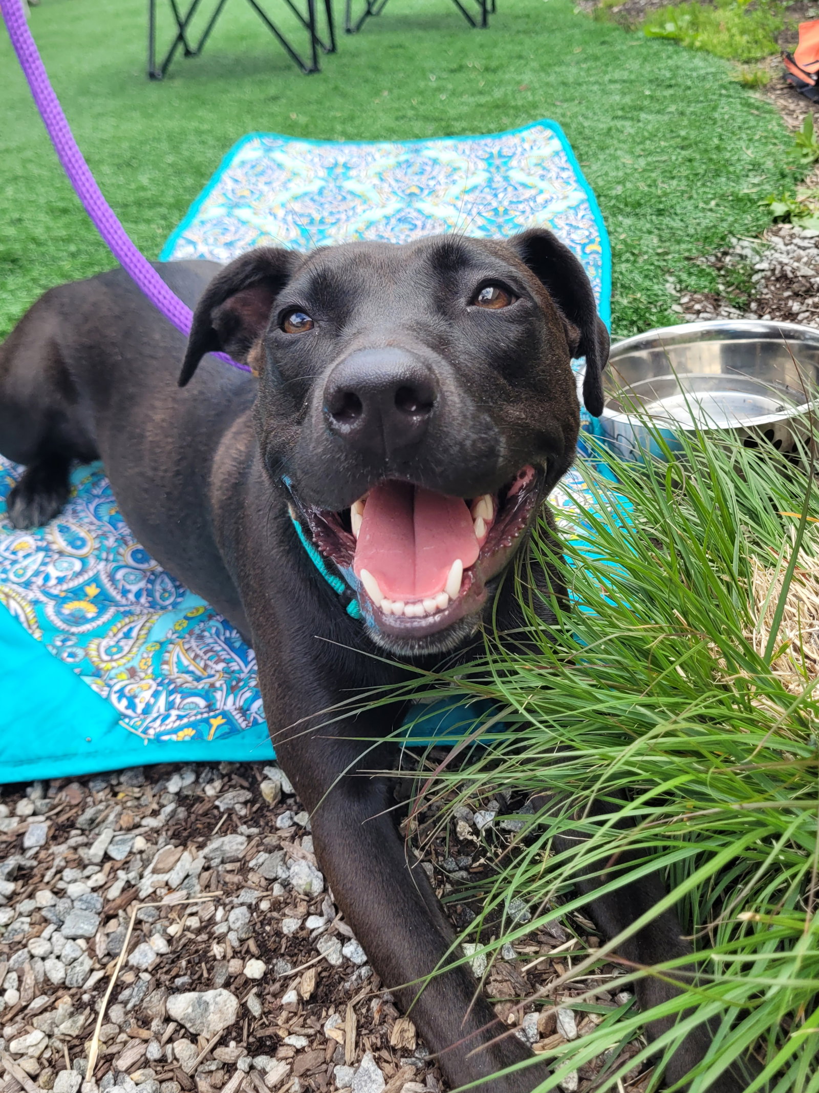 Dog for Adoption - Boxi GCH, a Labrador Retriever in Wyckoff, NJ ...