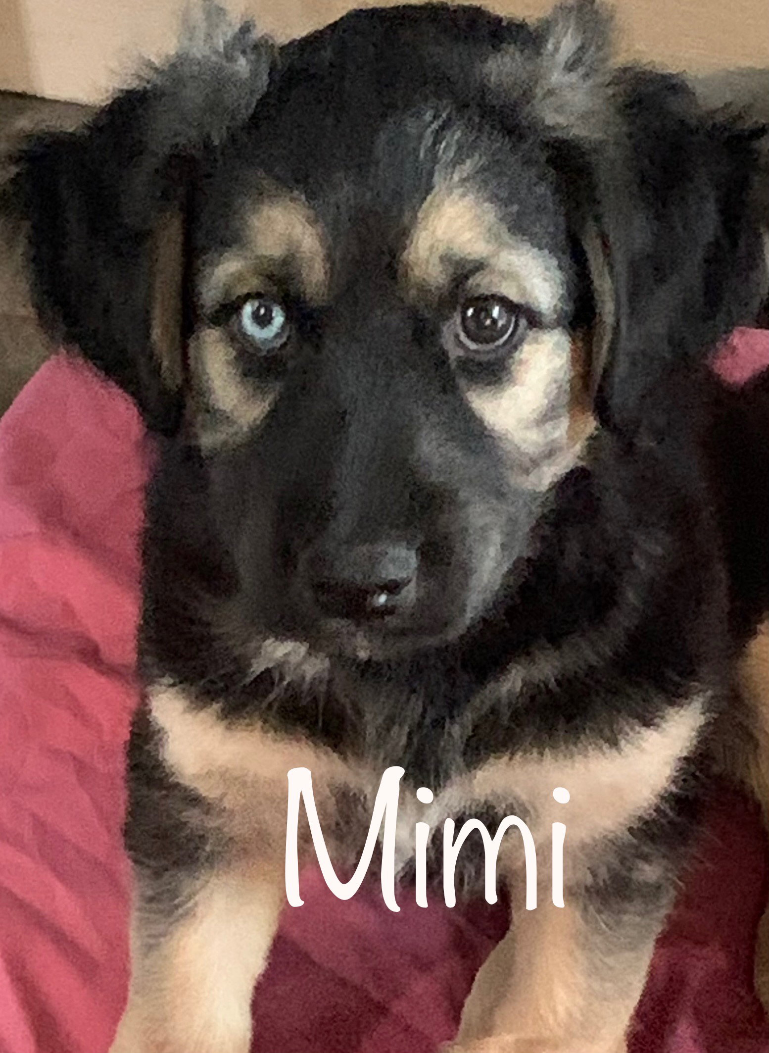 Dog for Adoption - Mimi Lonestar, a Husky in Walden, NY | Alpha Paw