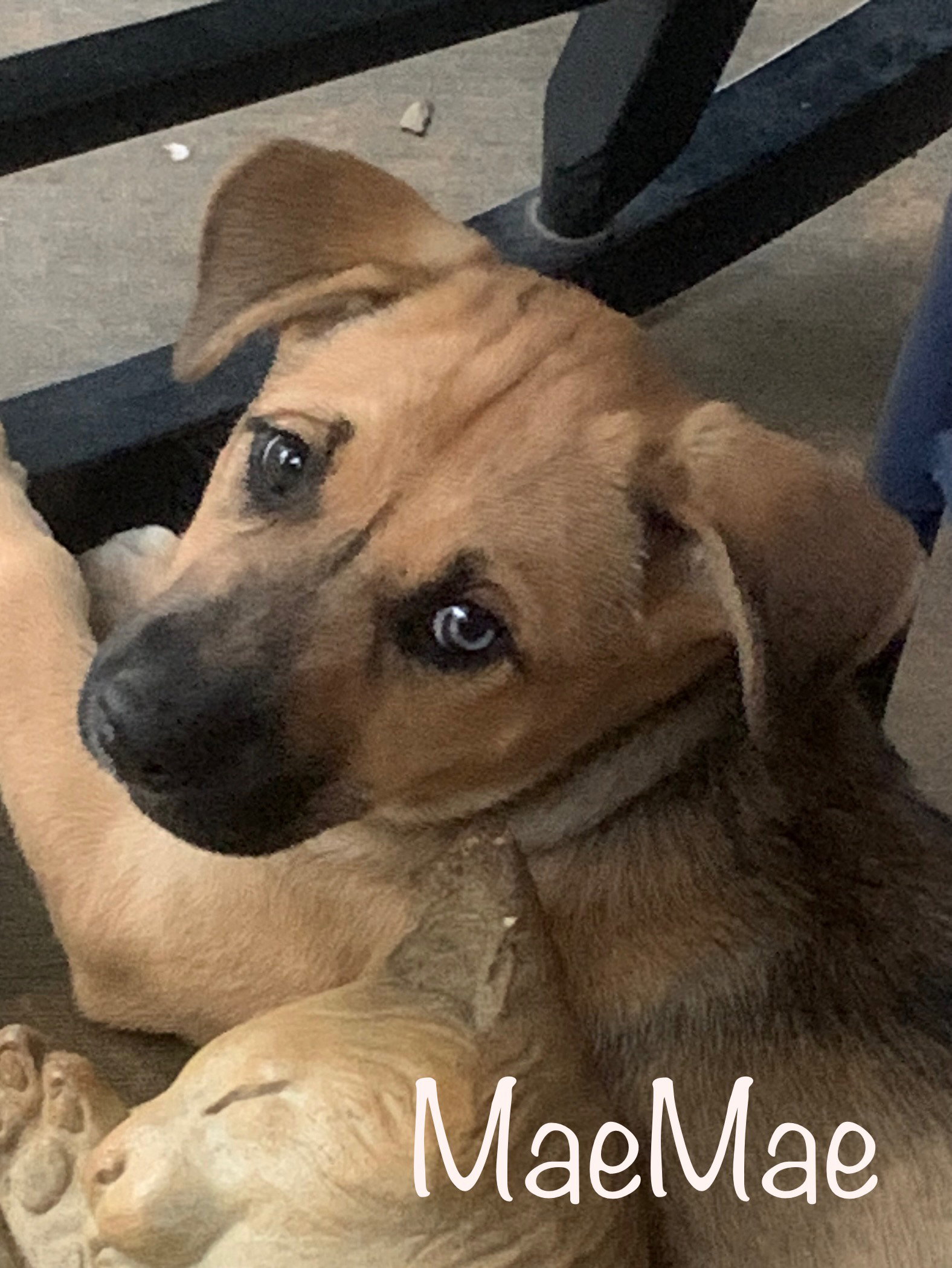 Dog for Adoption - MaeMae Lonestar, a Labrador Retriever in Maspeth, NY ...