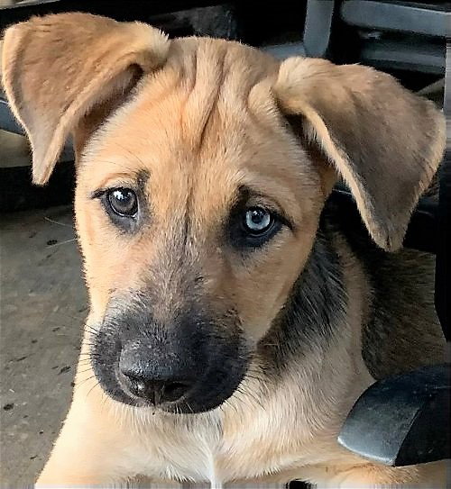 Dog for Adoption - MaeMae Lonestar, a Labrador Retriever in Maspeth, NY ...