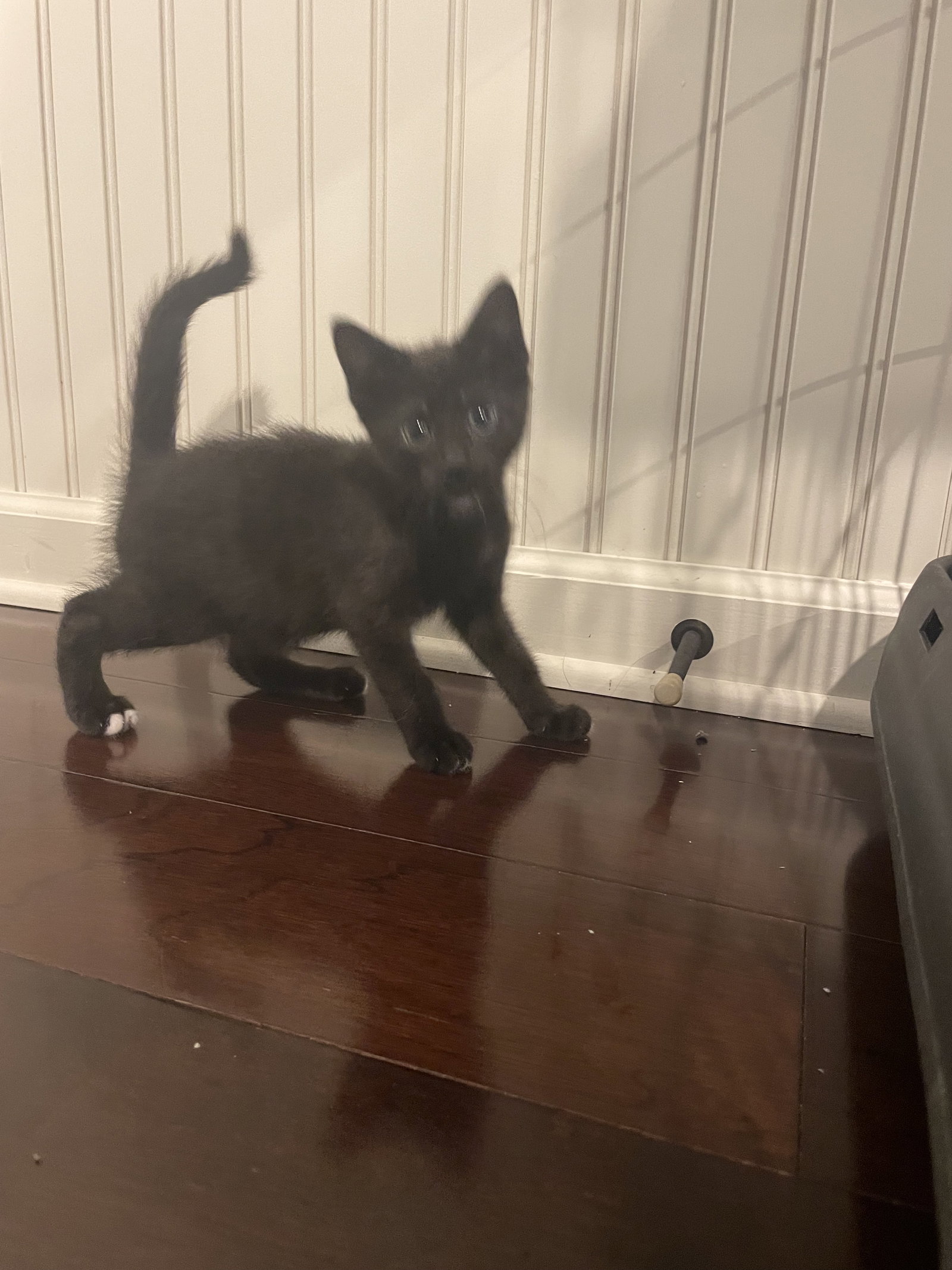 Cats for Adoption in Westwood, New Jersey | Alpha Paw