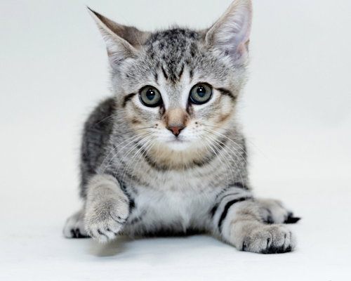 Animal Browse