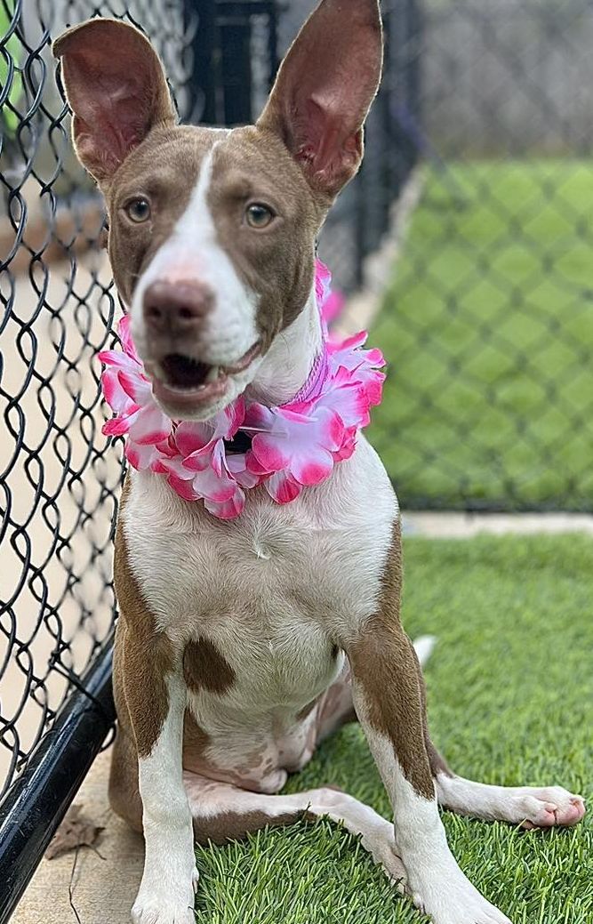 Dog for Adoption - Dakota SCAS, a Labrador Retriever in Maspeth, NY ...