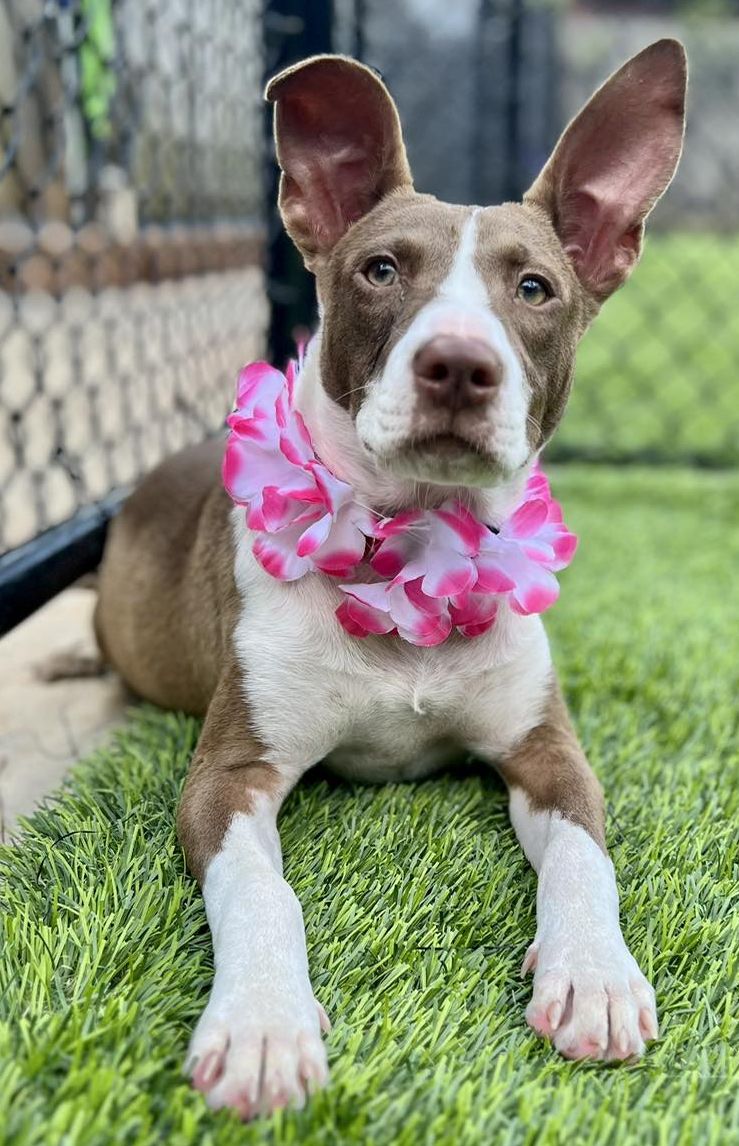 Dog for Adoption - Dakota SCAS, a Labrador Retriever in Maspeth, NY ...