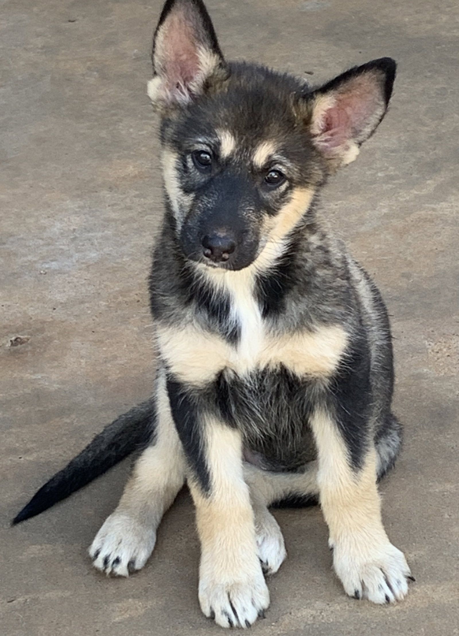 Dog for Adoption - Cara Mia Lonestar, a German Shepherd Dog in Sleepy ...