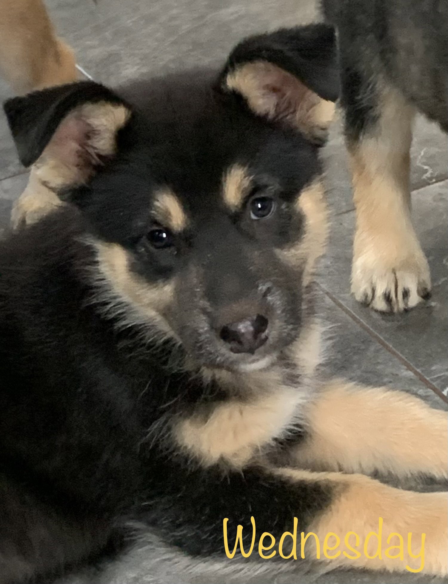 Dog for Adoption - Wednesday Lonestar, a German Shepherd Dog in ...