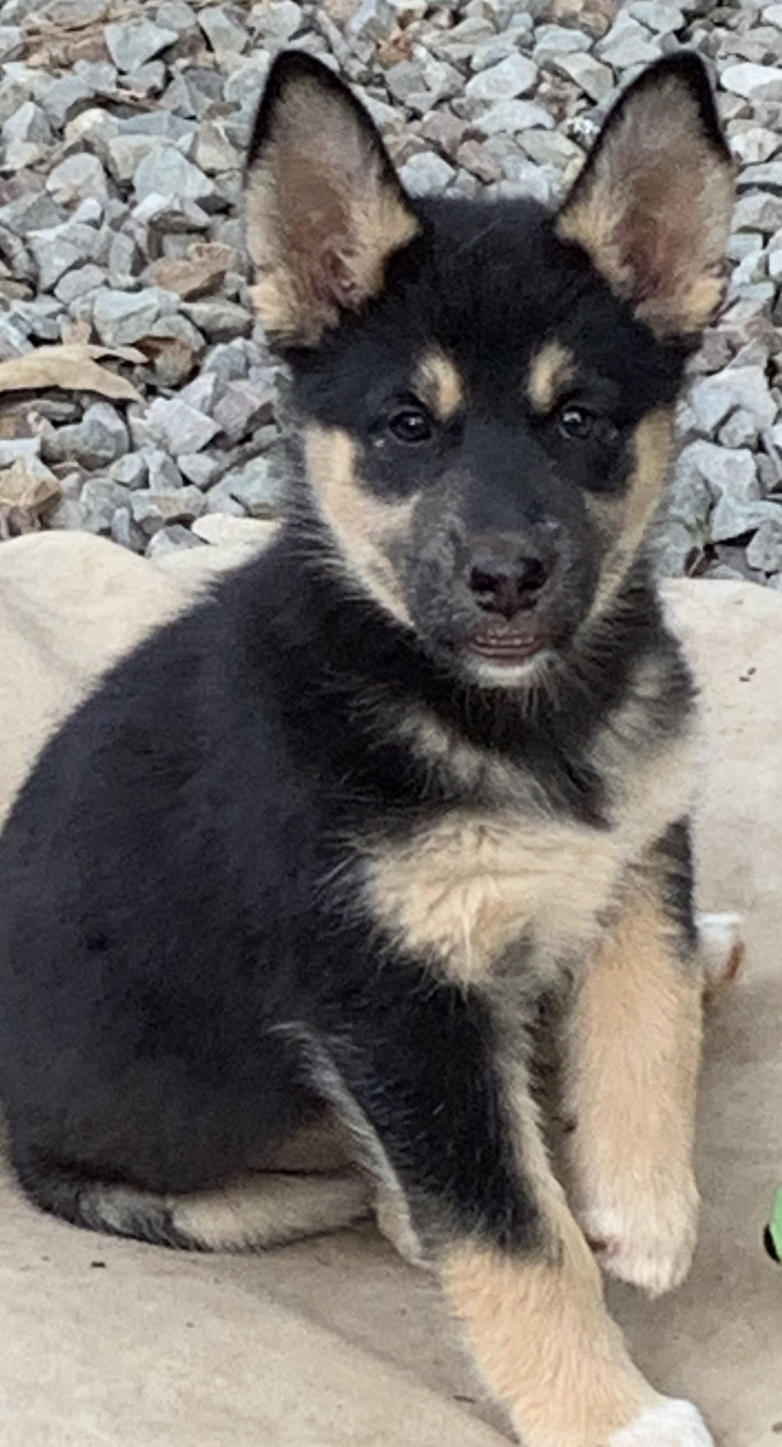 Dog for Adoption - Wednesday Lonestar, a German Shepherd Dog in ...