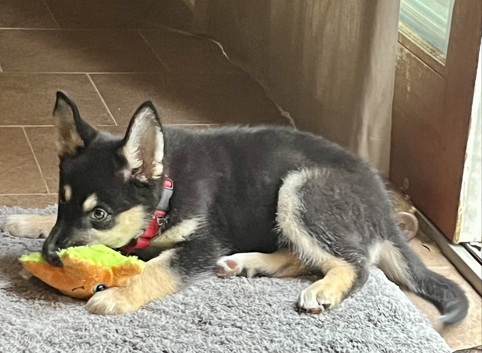 Dog for Adoption - Wednesday Lonestar, a German Shepherd Dog in ...