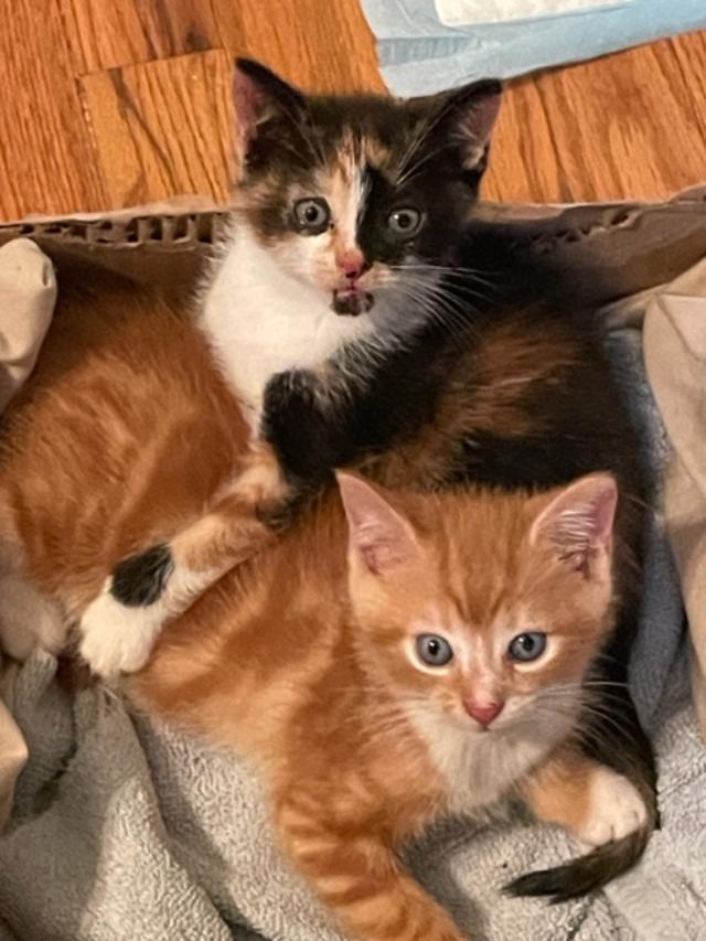 Cats for Adoption in Pemberwick, Connecticut | Alpha Paw