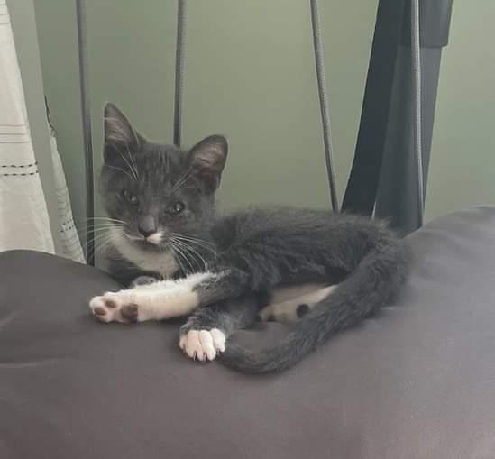 Cat adoption in Rockaway, NJ 07866: Domestic Short Hair (short coat ...