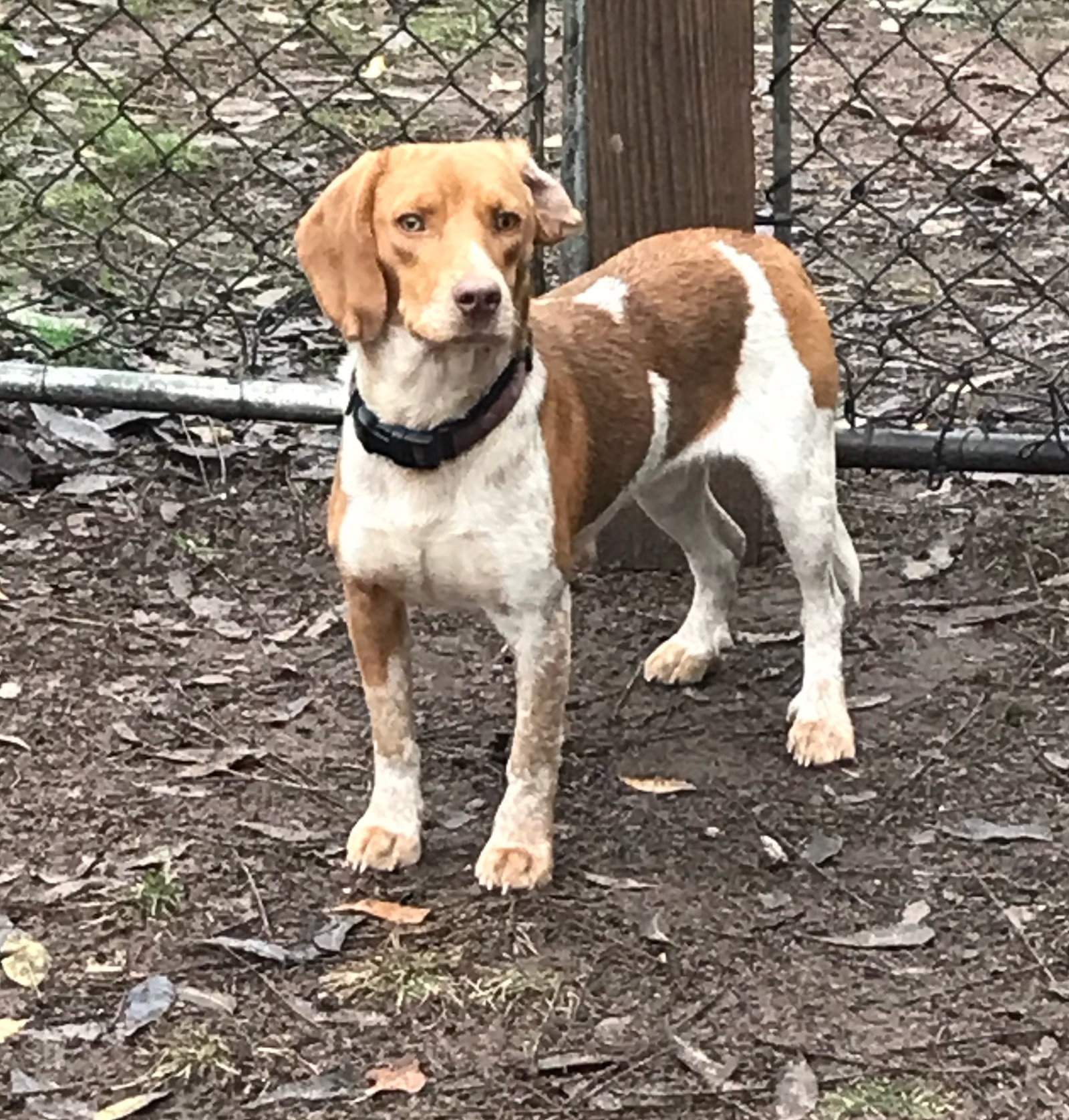 Dog for Adoption - Bucky Dixon, a Beagle in Bronx, NY | Alpha Paw