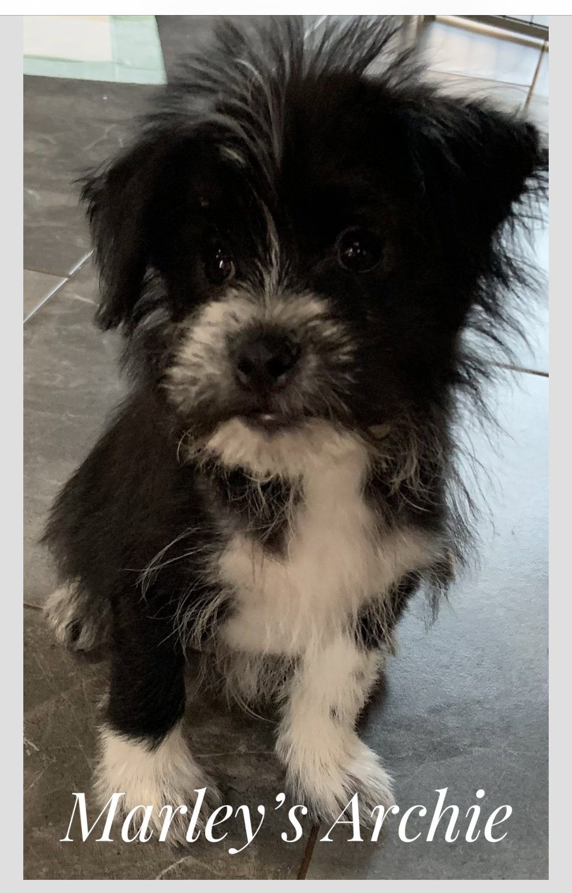 Dog for Adoption - Marley's Archie Lonestar, a Shih Tzu in Port Jervis ...