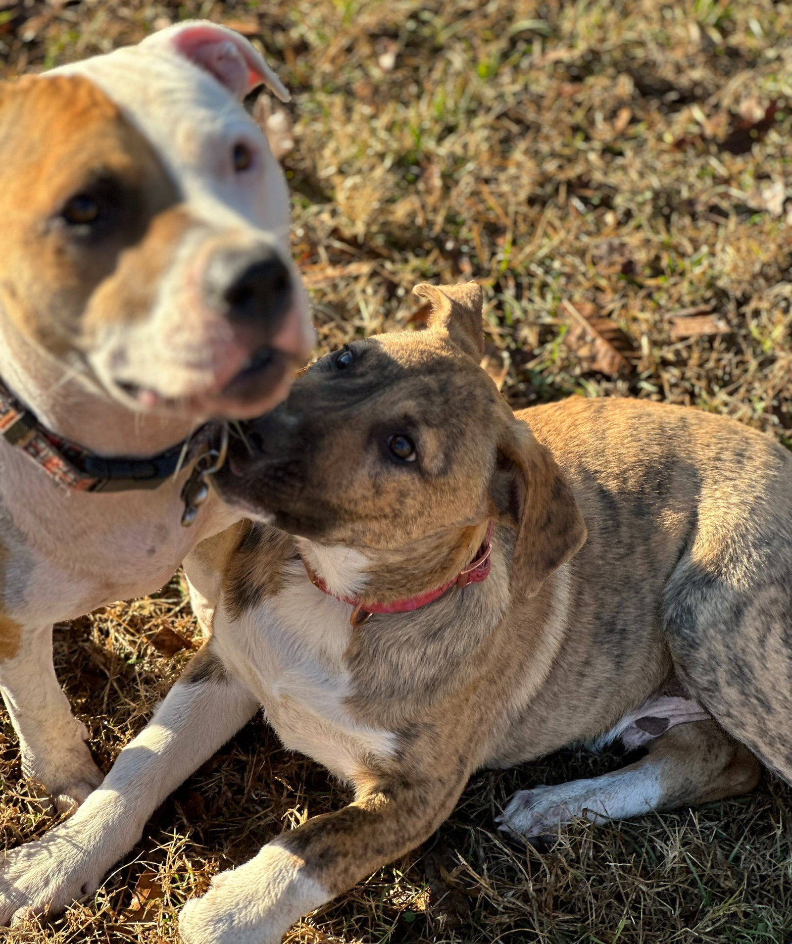 Dog for Adoption - JJ (John Jacob Jingleheimer Schmidt) Dixon, a ...
