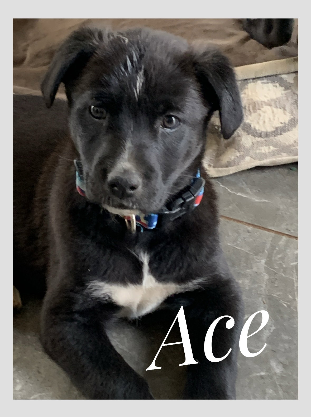 Dog for Adoption - Ace Lonestar, a Labrador Retriever in Wanaque, NJ ...