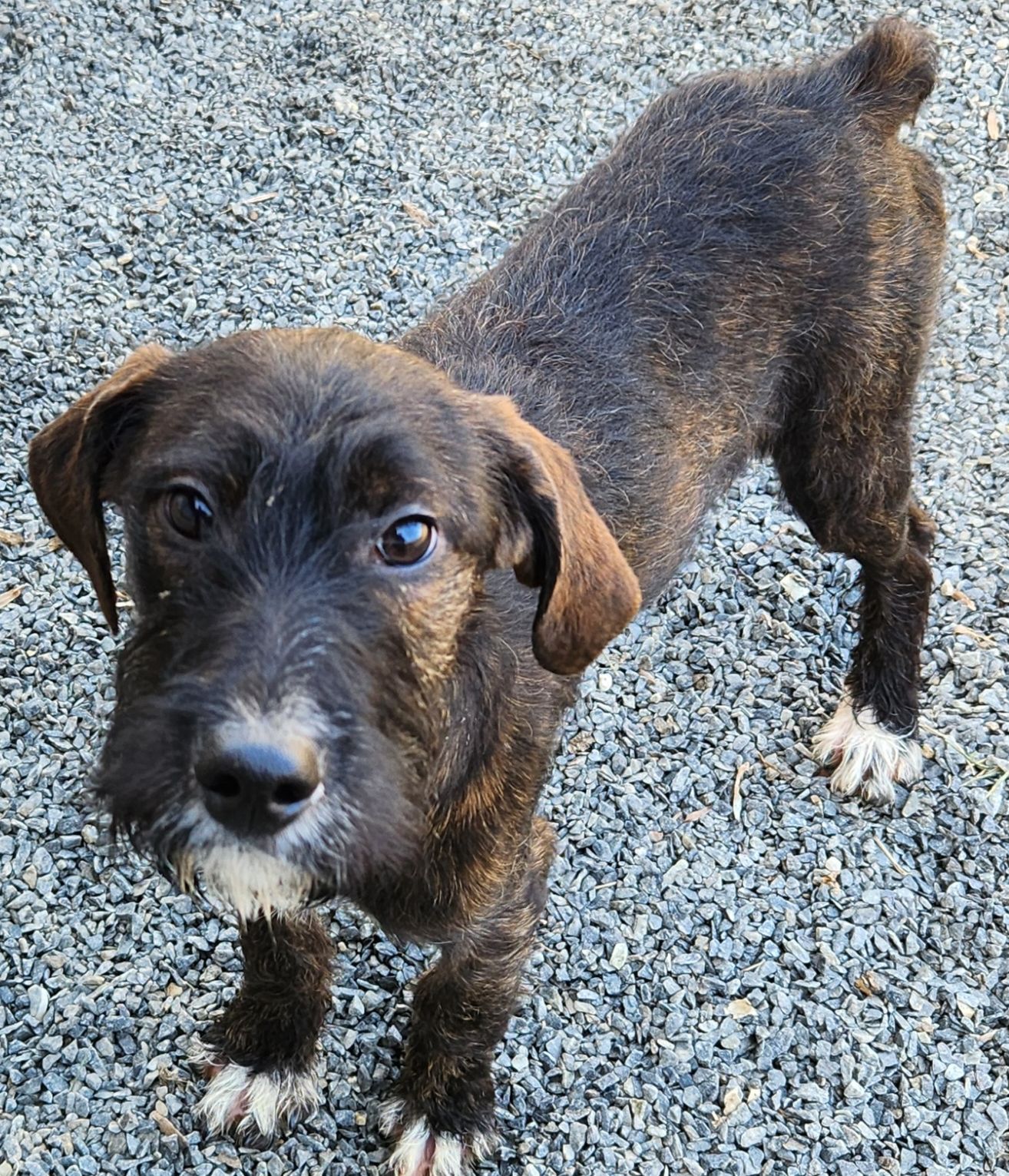 Dog for Adoption - Rizzo Wilson SCAS, a Terrier in Monmouth County, NJ ...