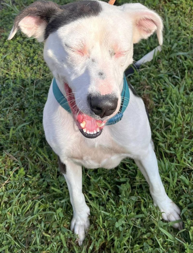 Dog for Adoption - Dotty Wilson SCAS, a Terrier in Monmouth County, NJ ...