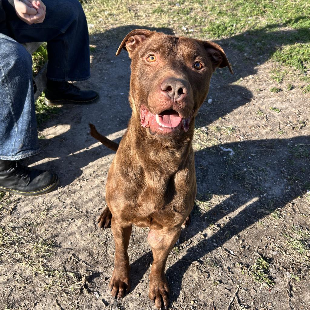 Dog for Adoption - Kilo LAB GCH, a Chocolate Labrador Retriever in ...