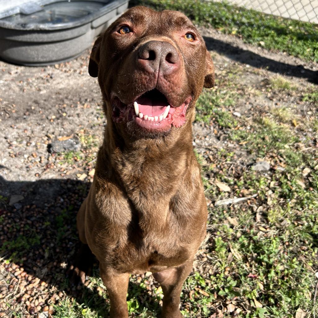 Dog for Adoption - Kilo LAB GCH, a Chocolate Labrador Retriever in ...