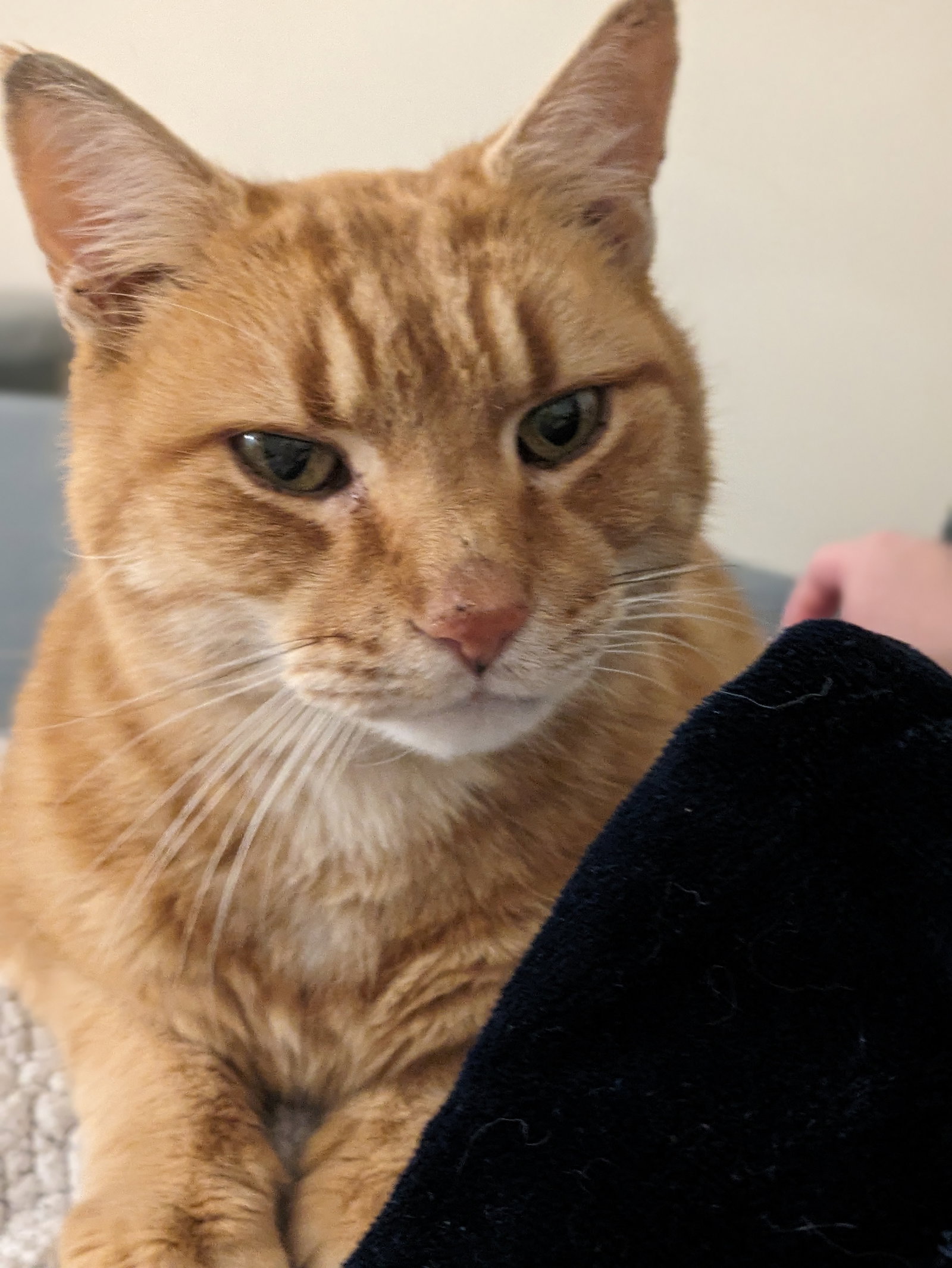 Cat adoption in Rockaway, NJ 07866: Domestic Short Hair / Tabby Cat ...