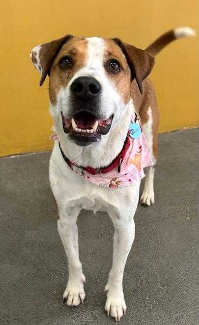 Dog for Adoption - Princess Veve Dixon, a Hound in Port Jervis, NY ...