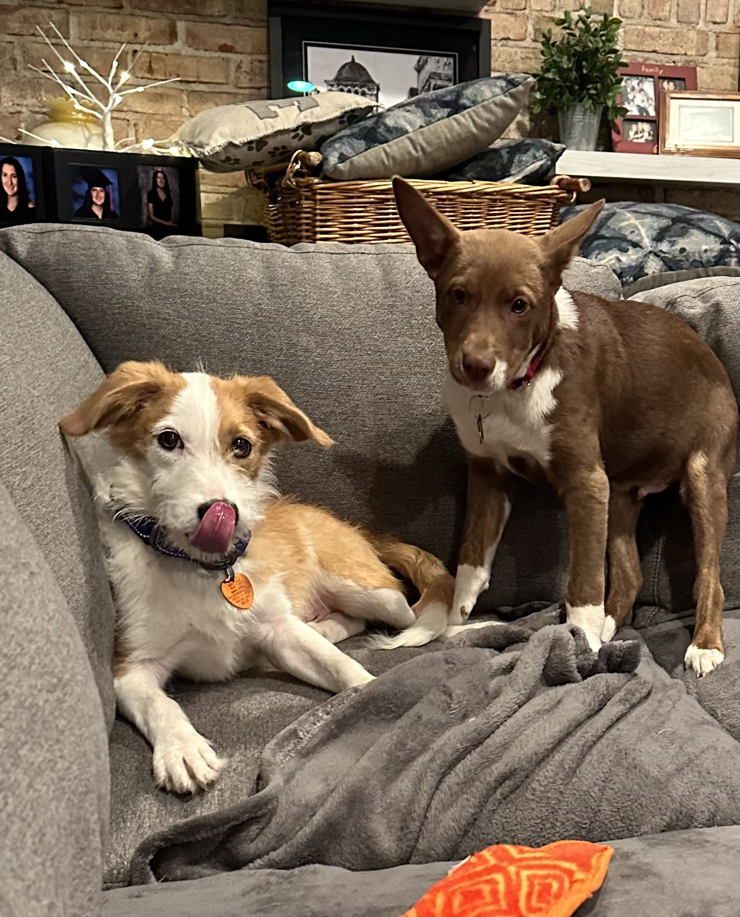 Dog for Adoption - Bud Lonestar, a Parson Russell Terrier in Watchtower ...