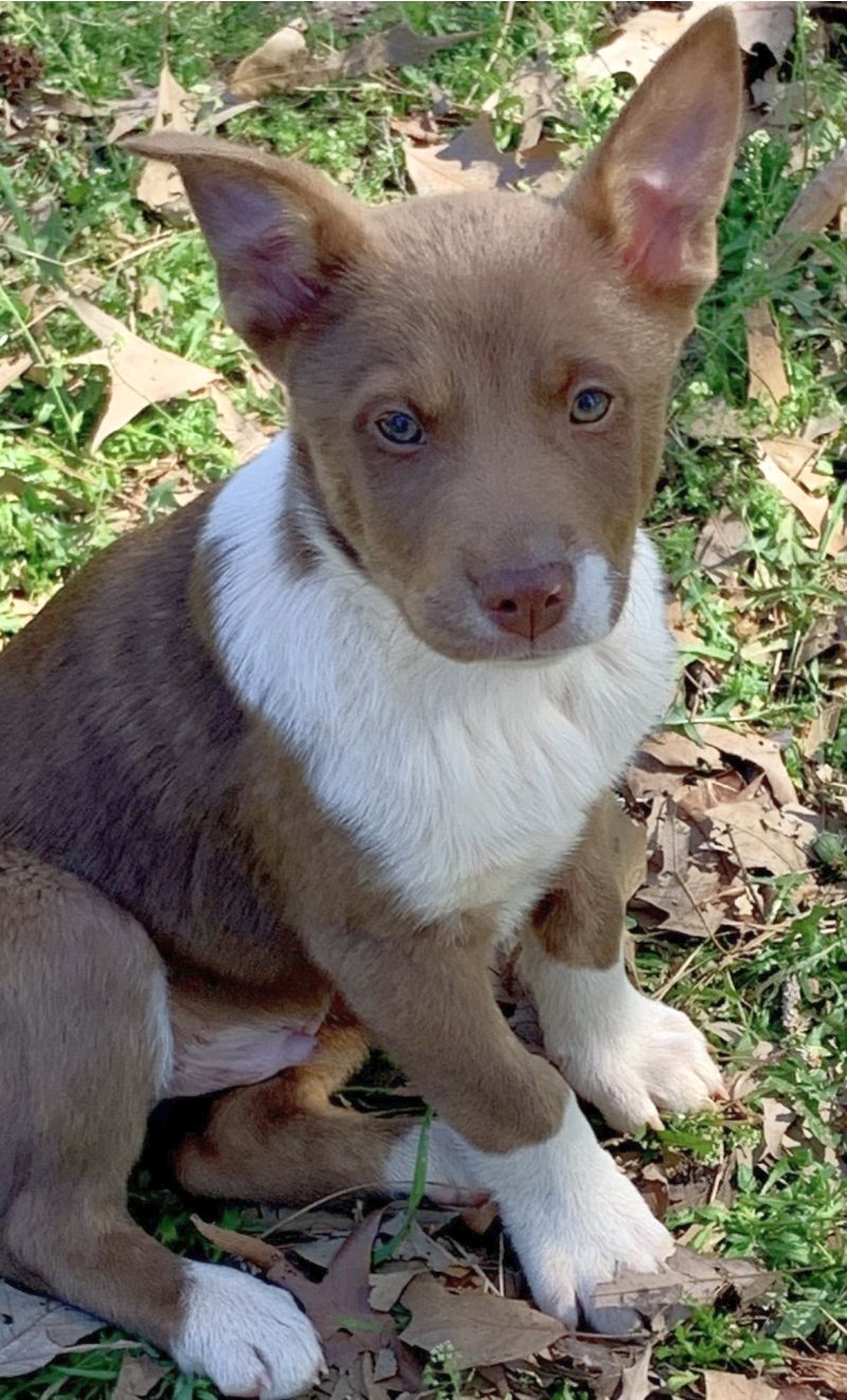 Dog adoption in Randolph, NJ 07869: Red Heeler / Cattle Dog / Mixed ...