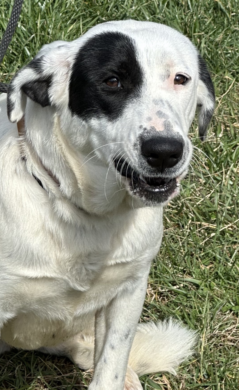 Dog for Adoption - Diana SCAS, a Labrador Retriever in Watchtower, NY ...
