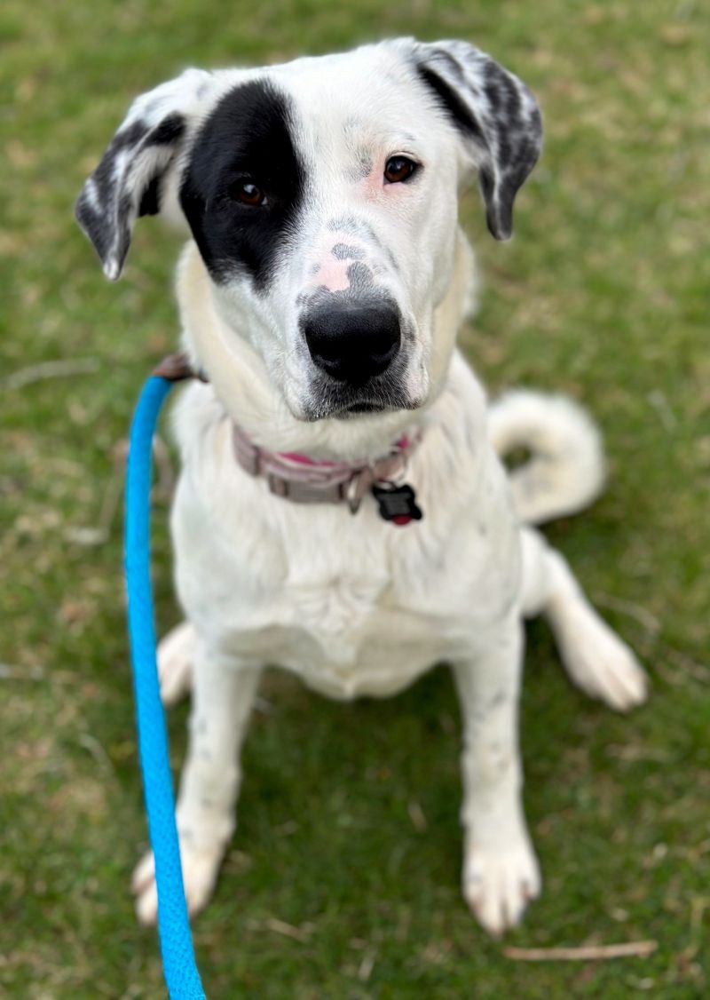 Dog for Adoption - Diana SCAS, a Labrador Retriever in Watchtower, NY ...