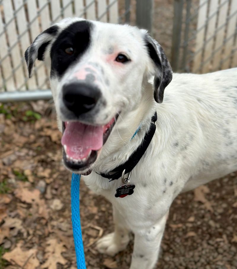 Dog for Adoption - Diana SCAS, a Labrador Retriever in Watchtower, NY ...