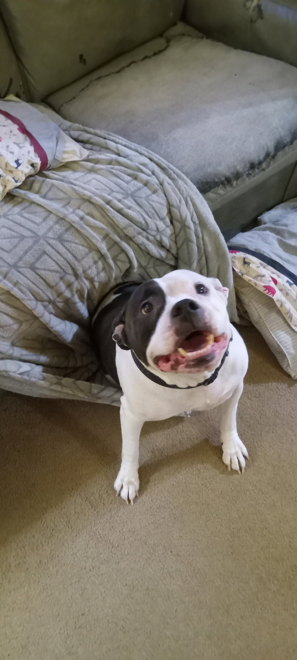 Dog for Adoption - Sadie Ohio, a Pit Bull Terrier in Watchtower, NY ...
