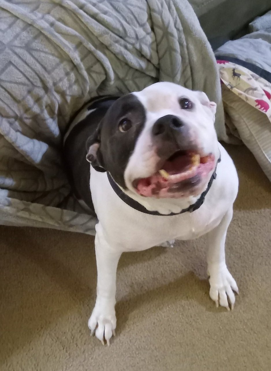 Dog for Adoption - Sadie Ohio, a Pit Bull Terrier in Westchester County ...