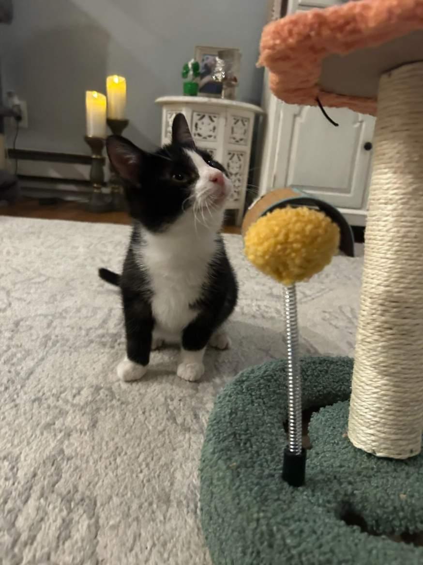 Cats for Adoption in Elizabeth, New Jersey | Alpha Paw