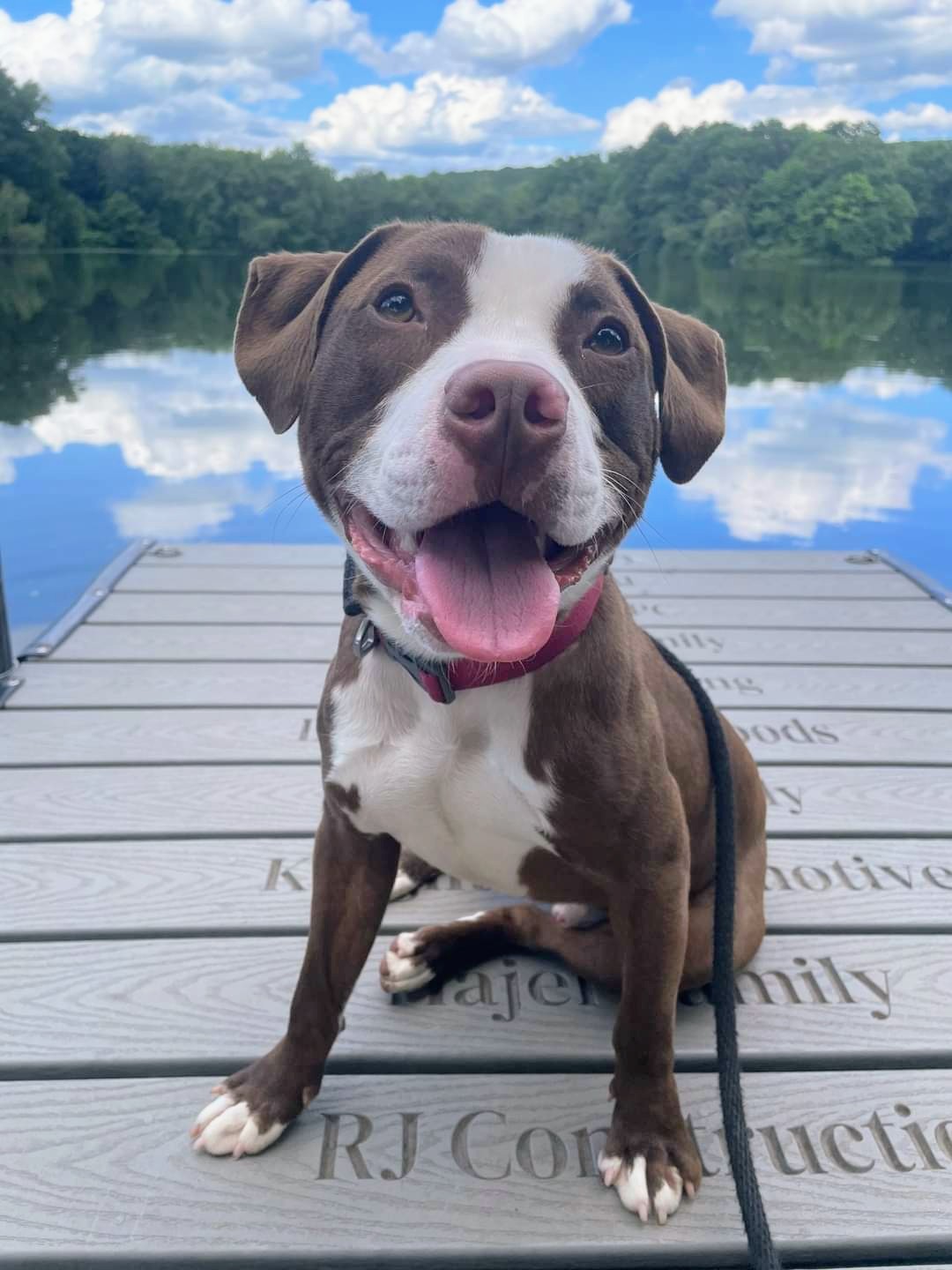 Dog for Adoption - Loki NJ, a Pit Bull Terrier in Queens, NY | Alpha Paw