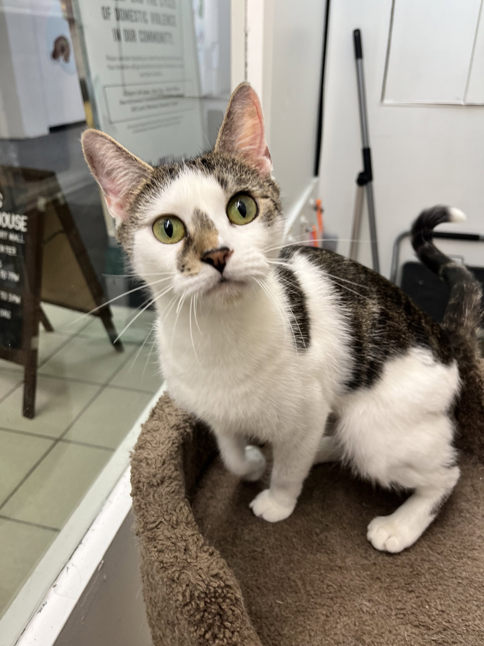 Cats for Adoption in The Bronx, New York | Alpha Paw