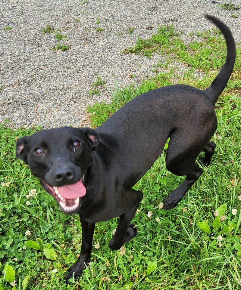 Dog for Adoption - Lebra SCAS, a Labrador Retriever in New York City ...