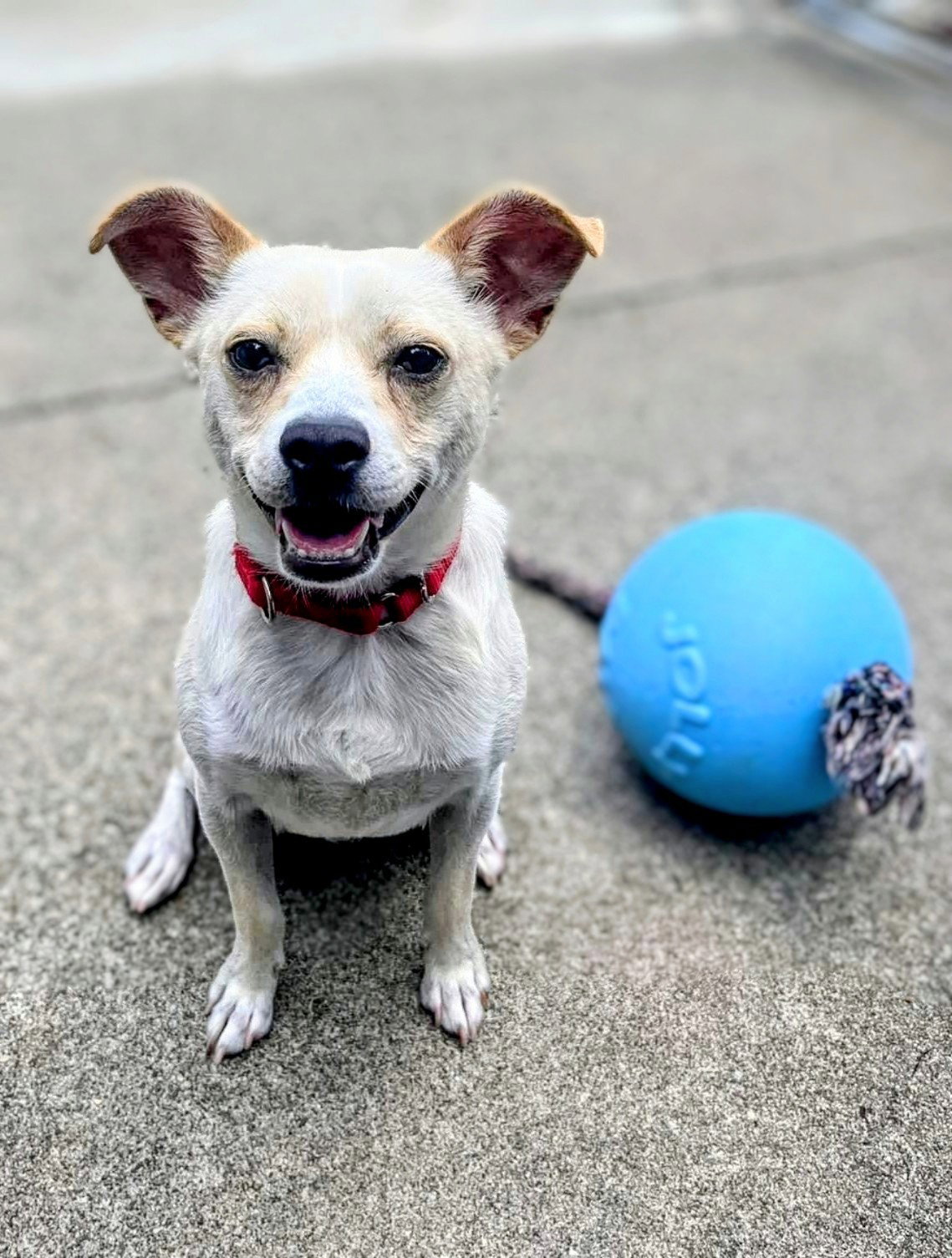Dog for Adoption - Albie (Fat Albert) GCH, a Chihuahua in Brooklyn, NY ...