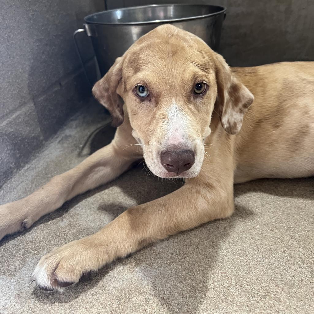 Dog for Adoption - Andie GCH, a Catahoula Leopard Dog in Staten Island ...