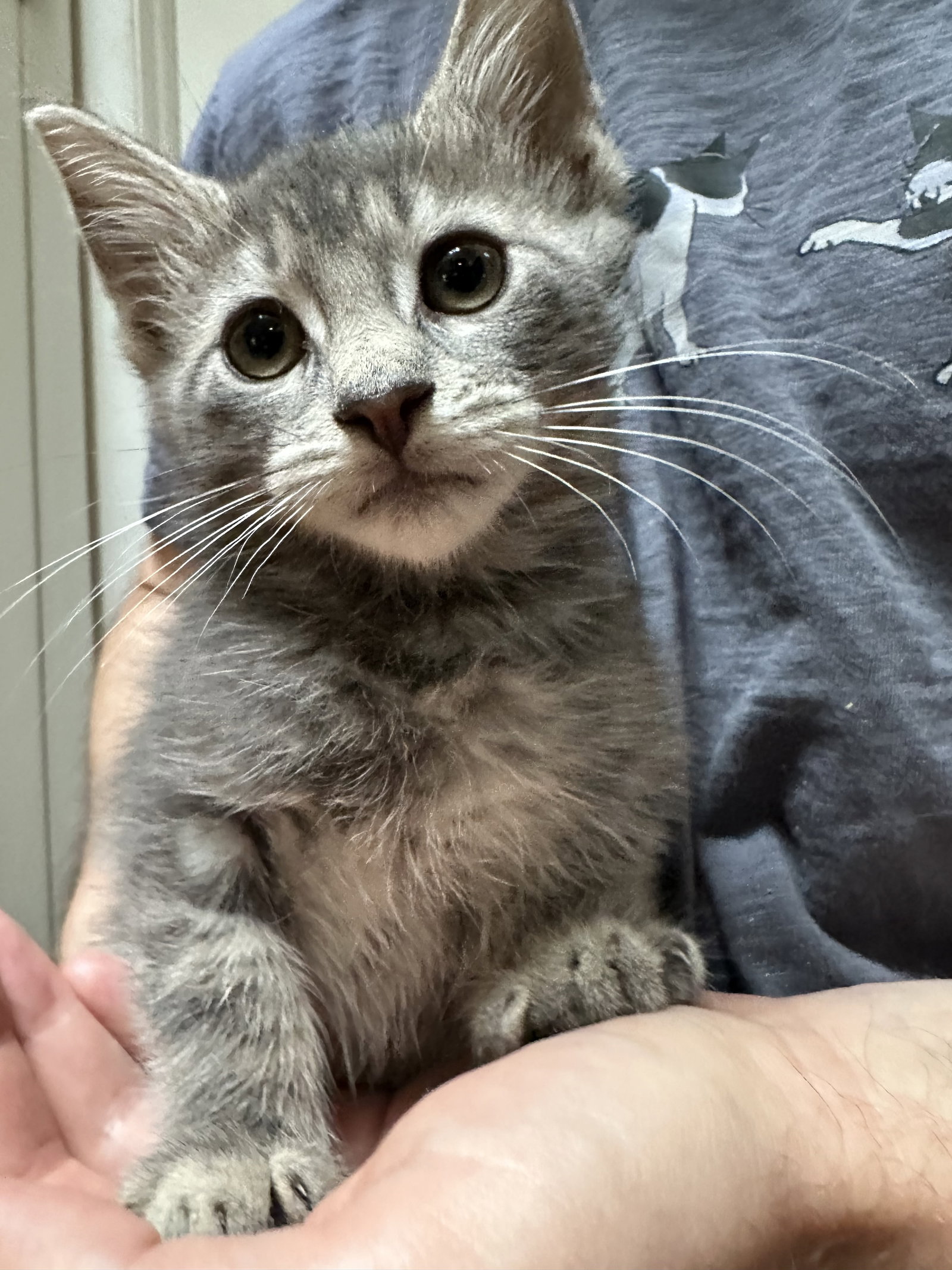 Cats for Adoption in New York City, New York | Alpha Paw