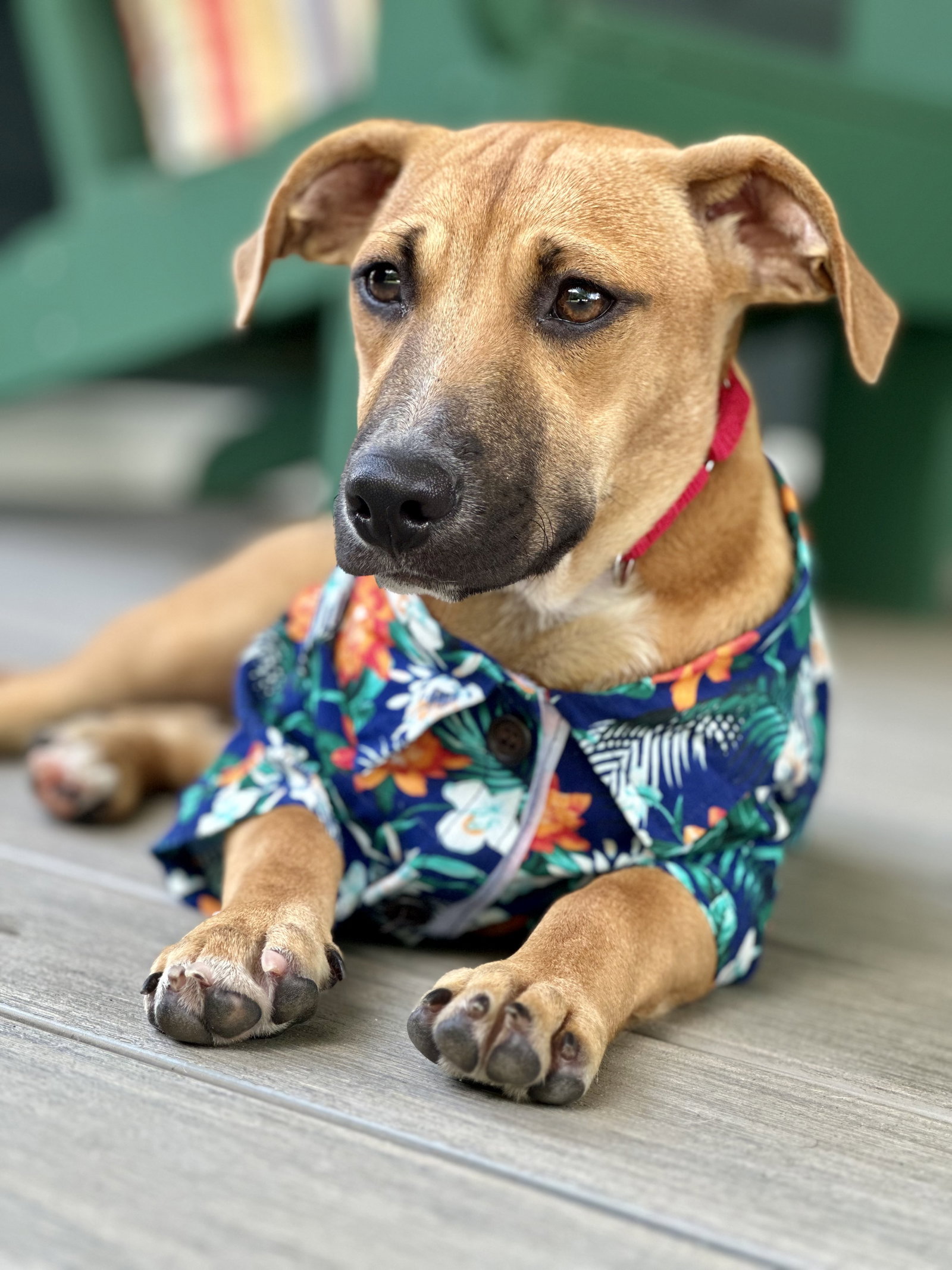 Dog for Adoption - Ryan Bean, a Black Mouth Cur in New York City, NY ...