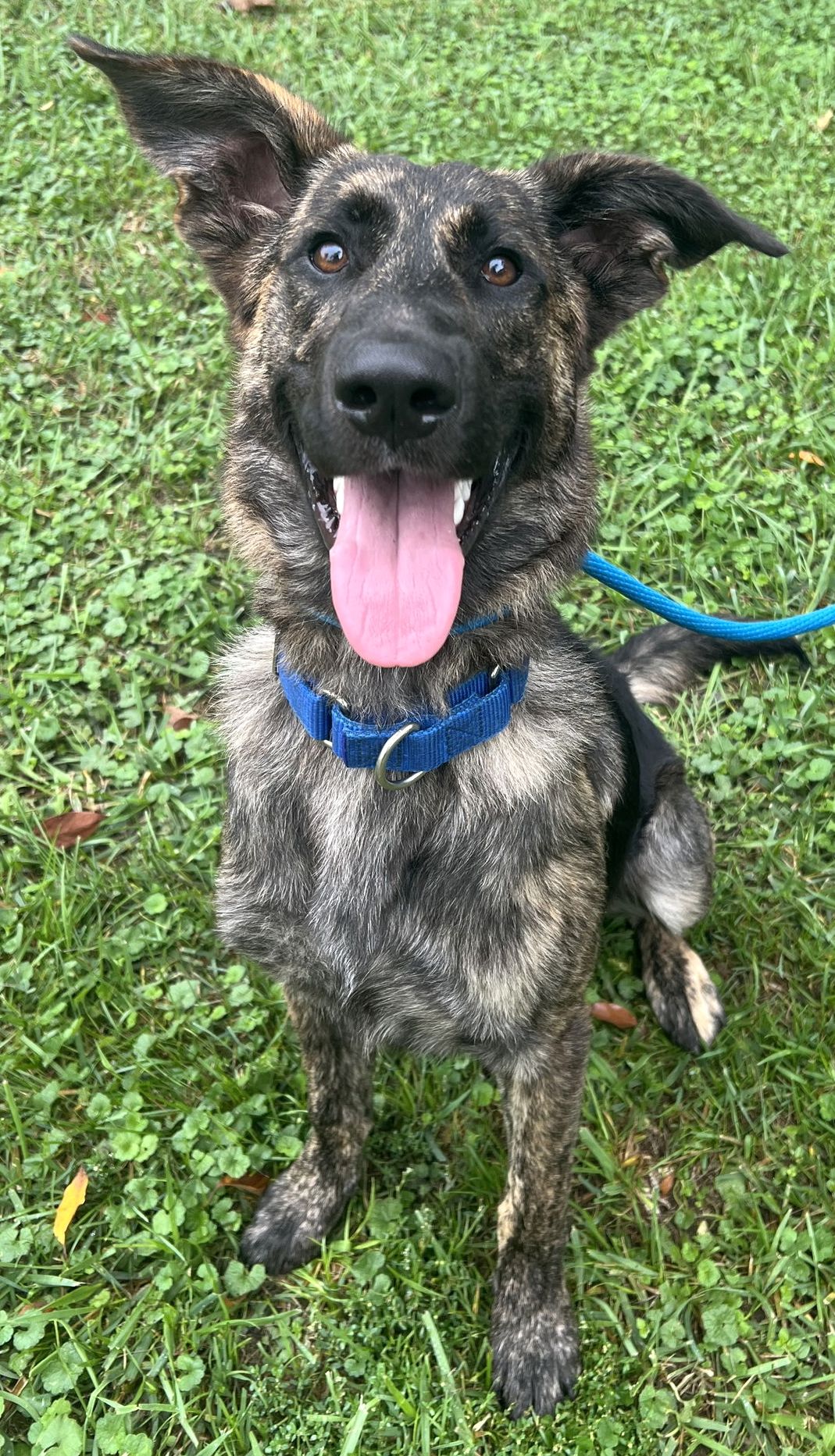 Dog for Adoption - Mikai (Ozzy SCAS), a German Shepherd Dog in ...