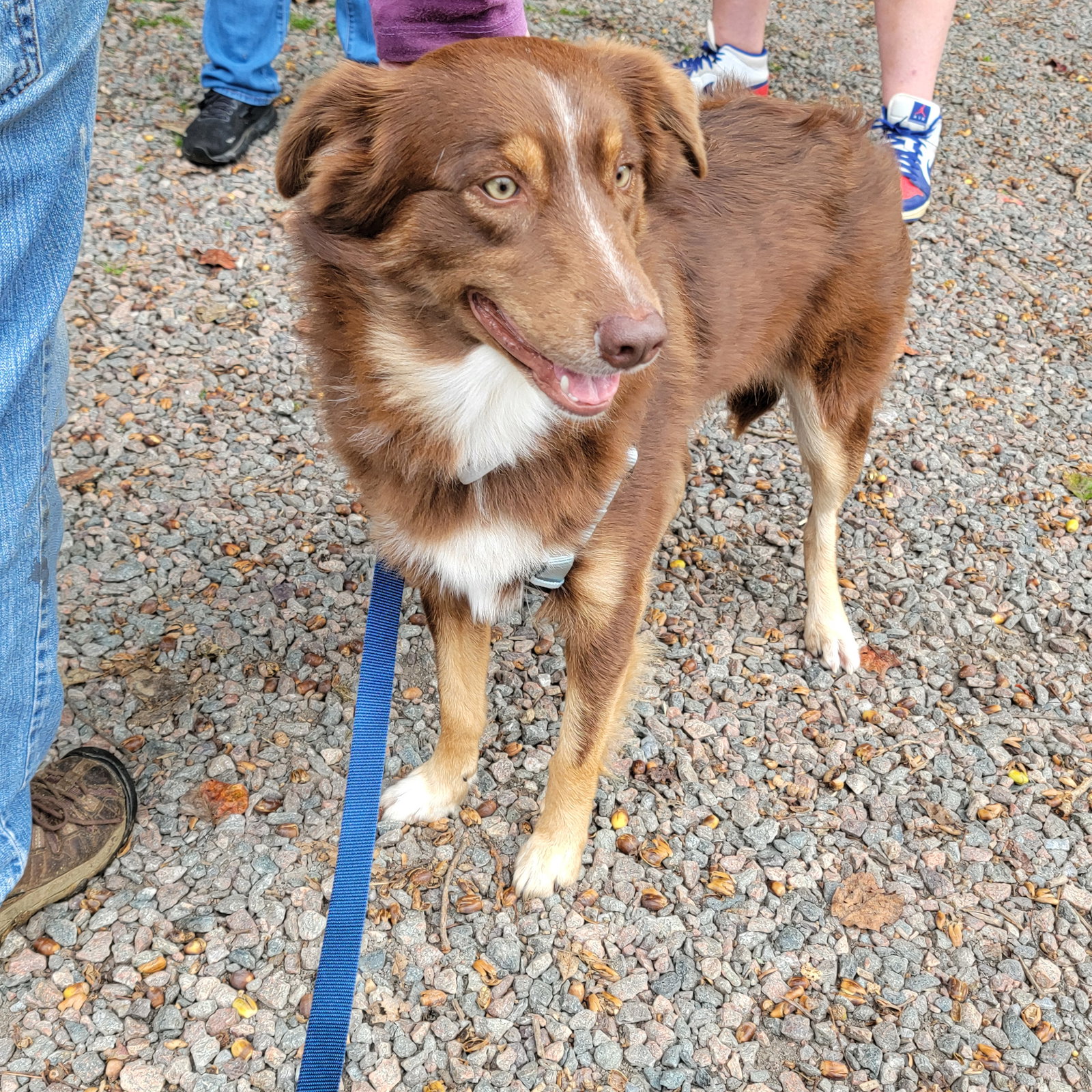 Dog for Adoption - Loki RDS, a Australian Shepherd in Queens, NY ...