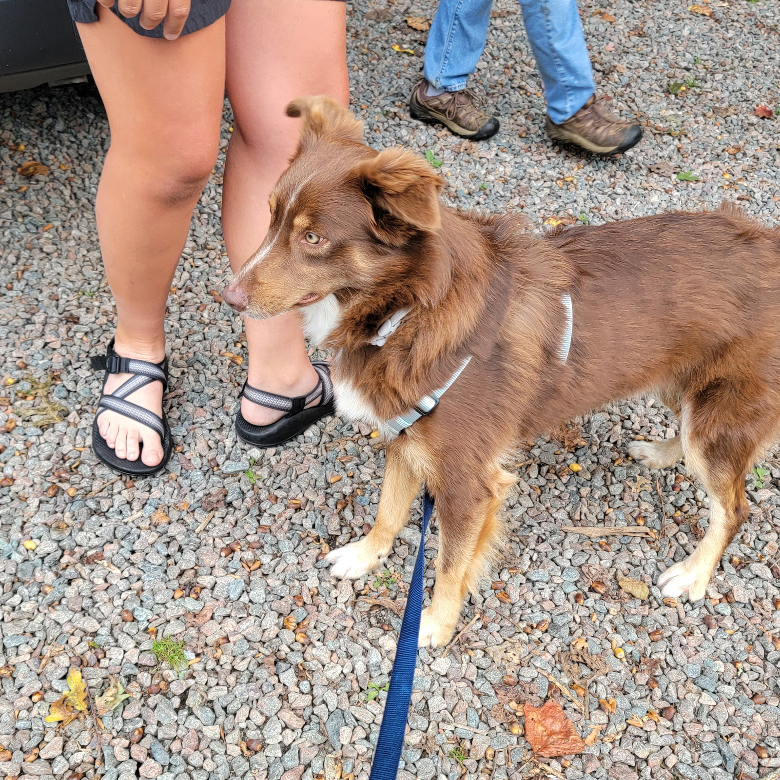 Dog for Adoption - Loki RDS, a Australian Shepherd in Queens, NY ...