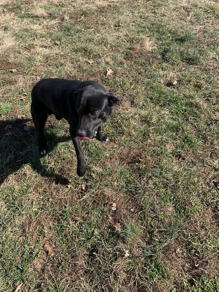 Dog for Adoption - Bosco, a Labrador Retriever in Vanderburgh County ...