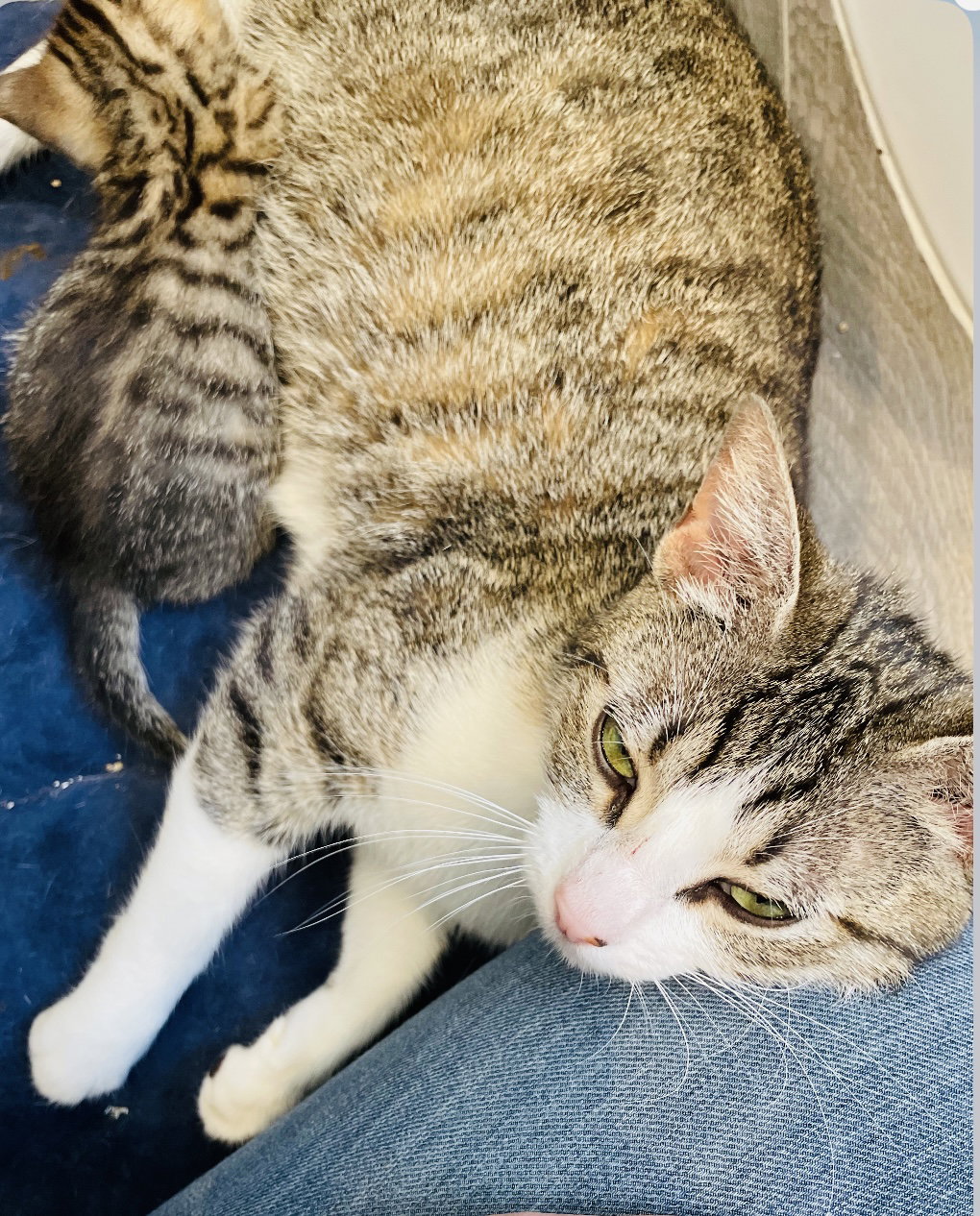 Cats for Adoption in San Mateo, California | Alpha Paw