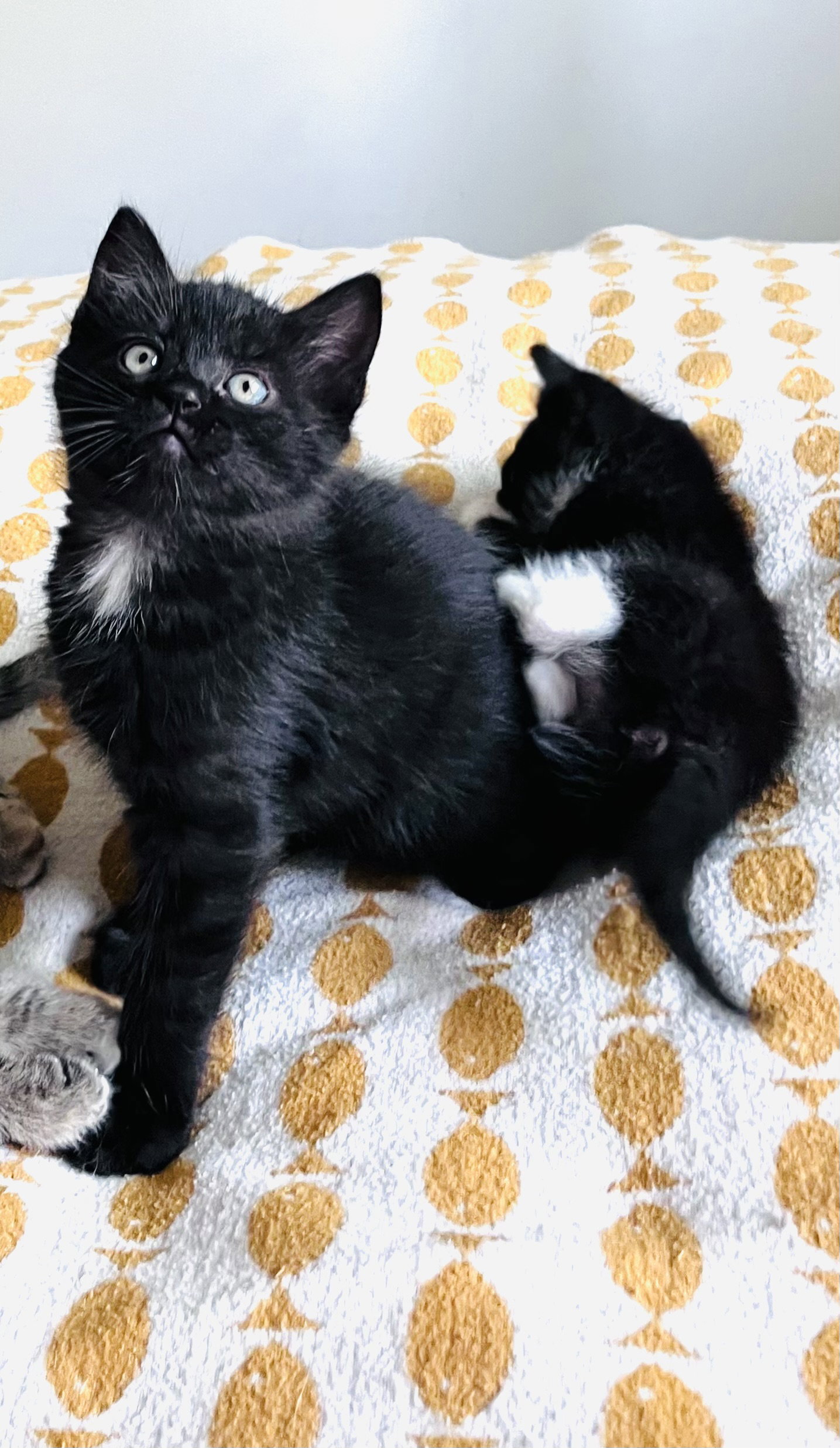 Cats for Adoption in San Mateo, California | Alpha Paw