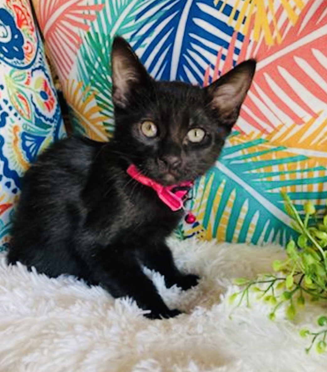 Purrific Rescue MERLOT (Courtesy Post)'s Web Page