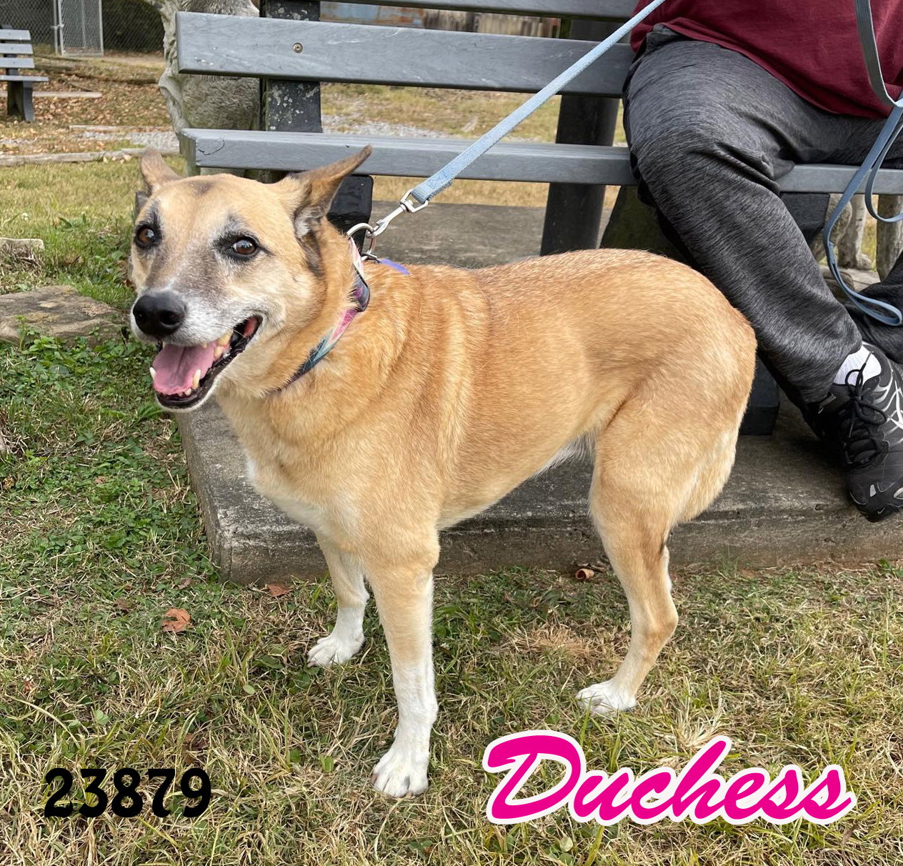 Dog for Adoption - Duchess - $55 Adoption Fee Special, a Labrador ...