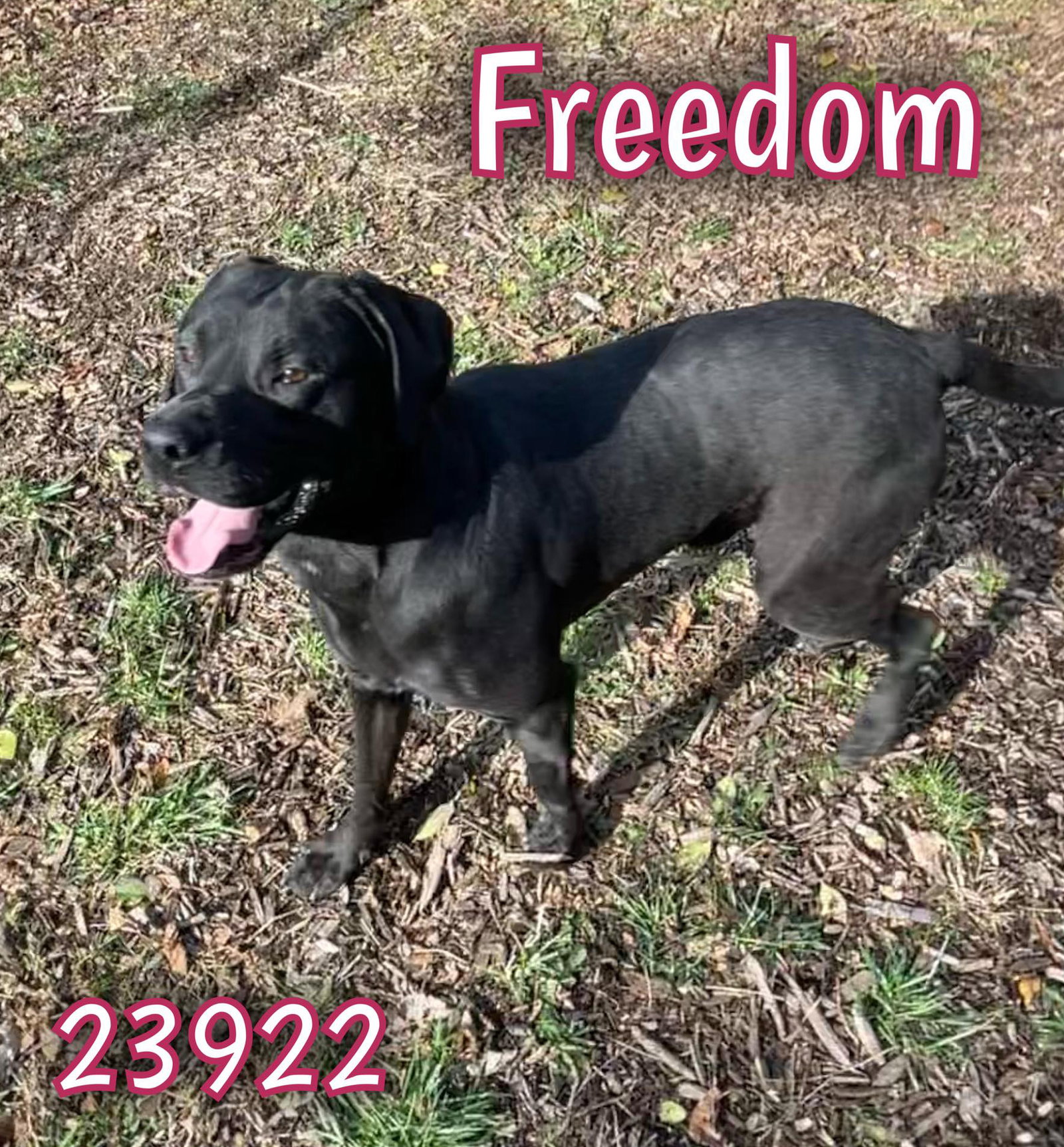 Dog for Adoption - Freedom - $55 Adoption Fee Special, a Labrador ...